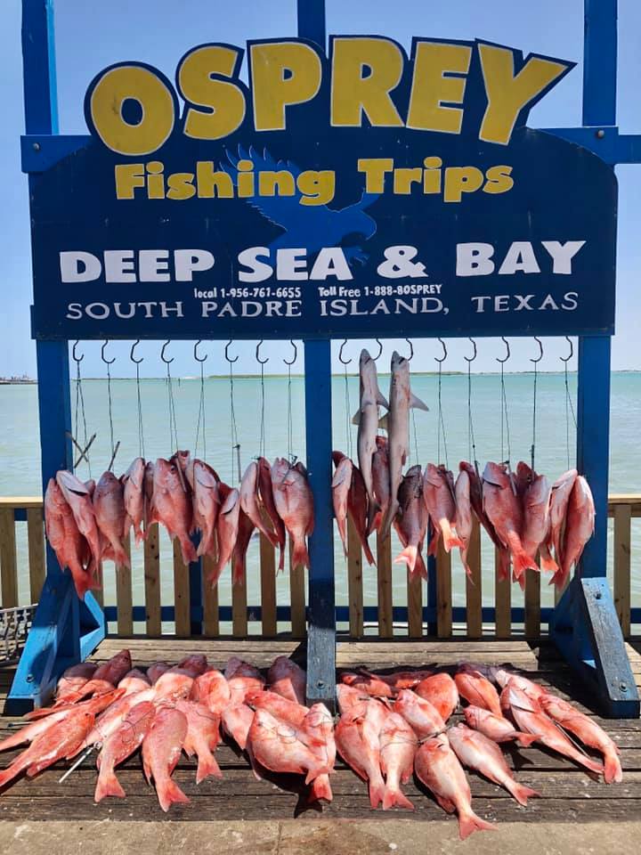 Snapper-hull.jpg